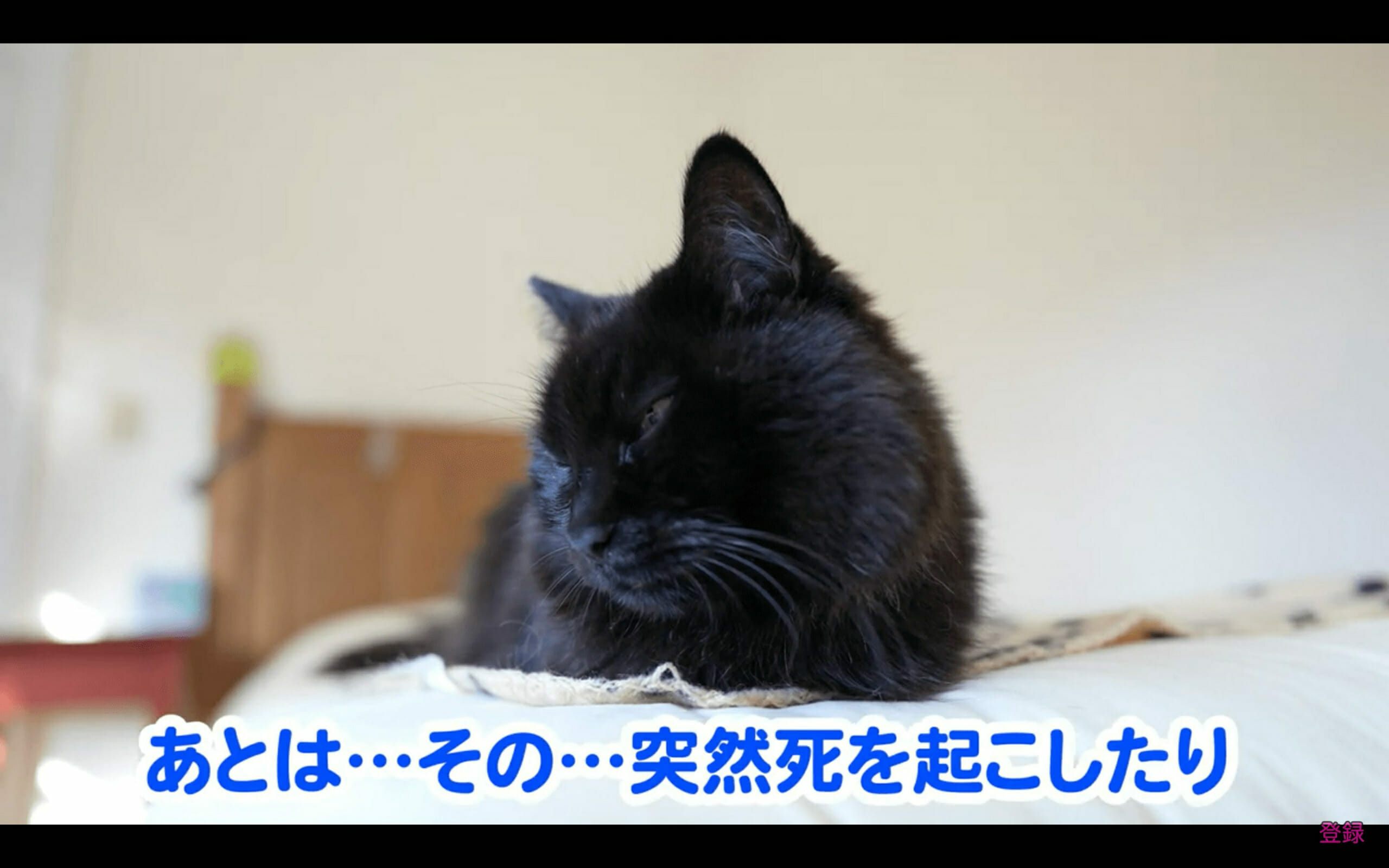 「しゃべるねこ、しおちゃん」が肥大型心筋症に | LogTube｜国内最大級のyoutuber(ユーチューバー)ニュースメディア